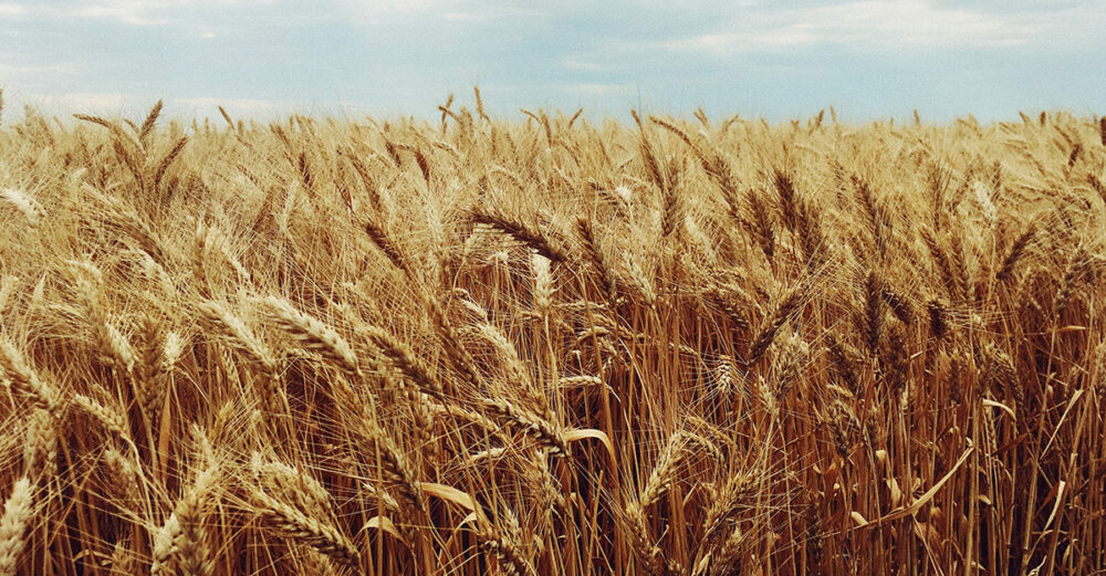 Clasificación y tipos de insecticidas agrícolas