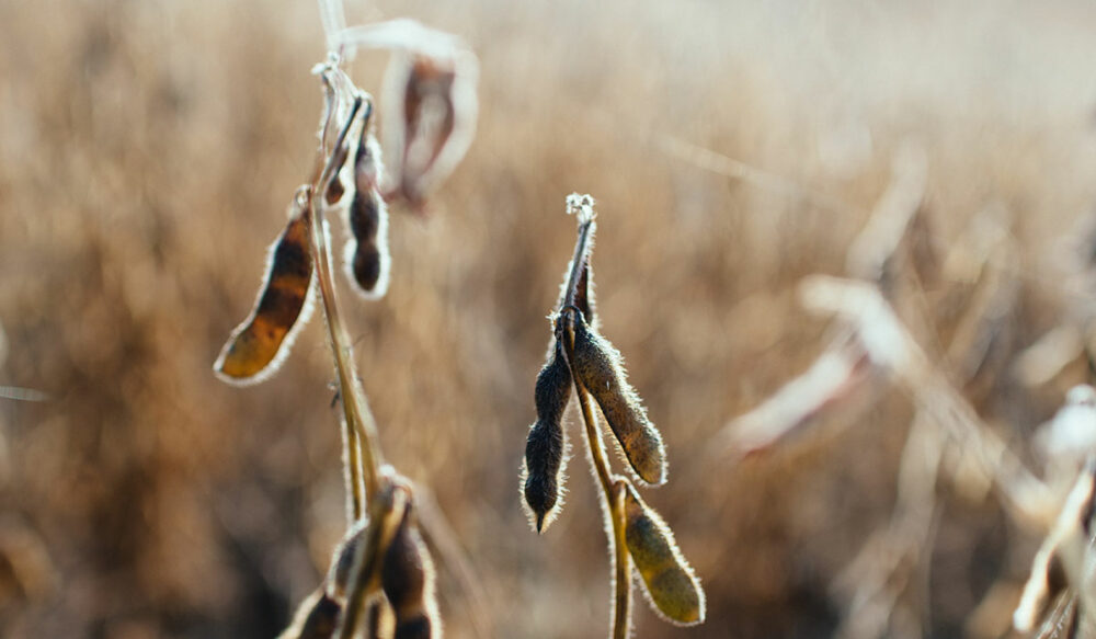 Clasificación y tipos de insecticidas agrícolas