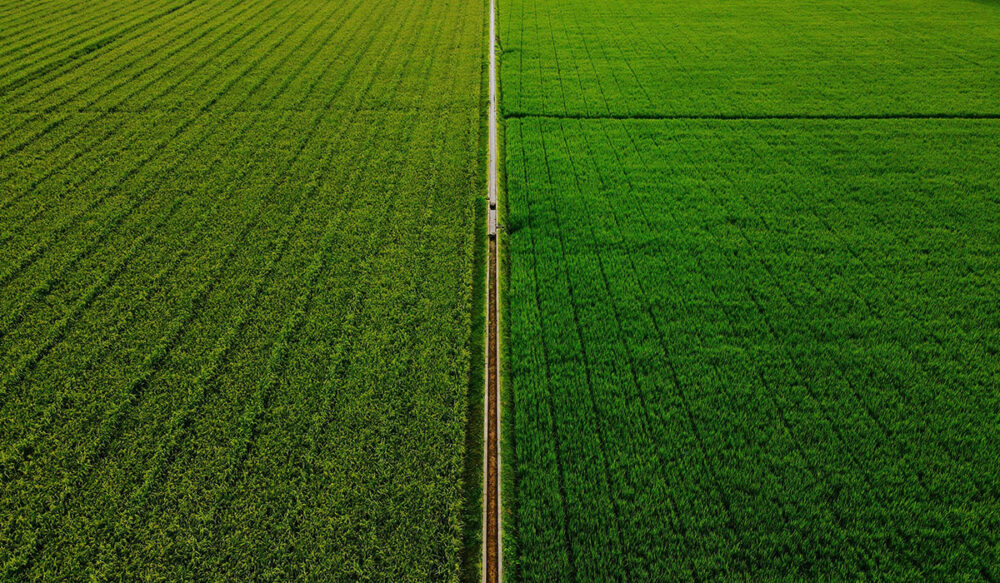 Monocultivo: qué es, sus consecuencias y sus alternativas - Rotoplas ...