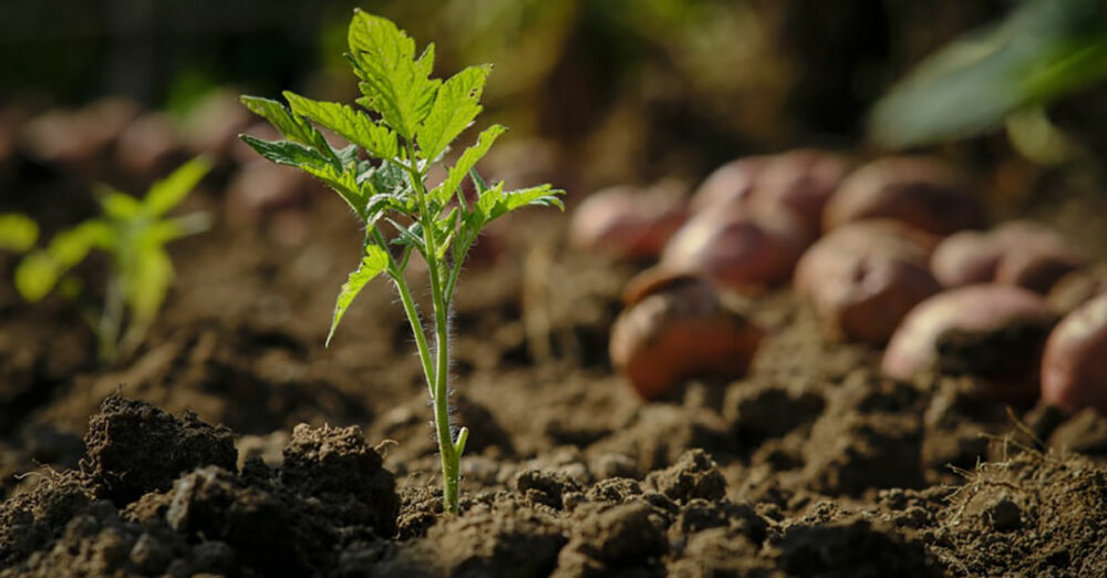 Guía para el cultivo de plantas por acodo - Rotoplas Agroindustria