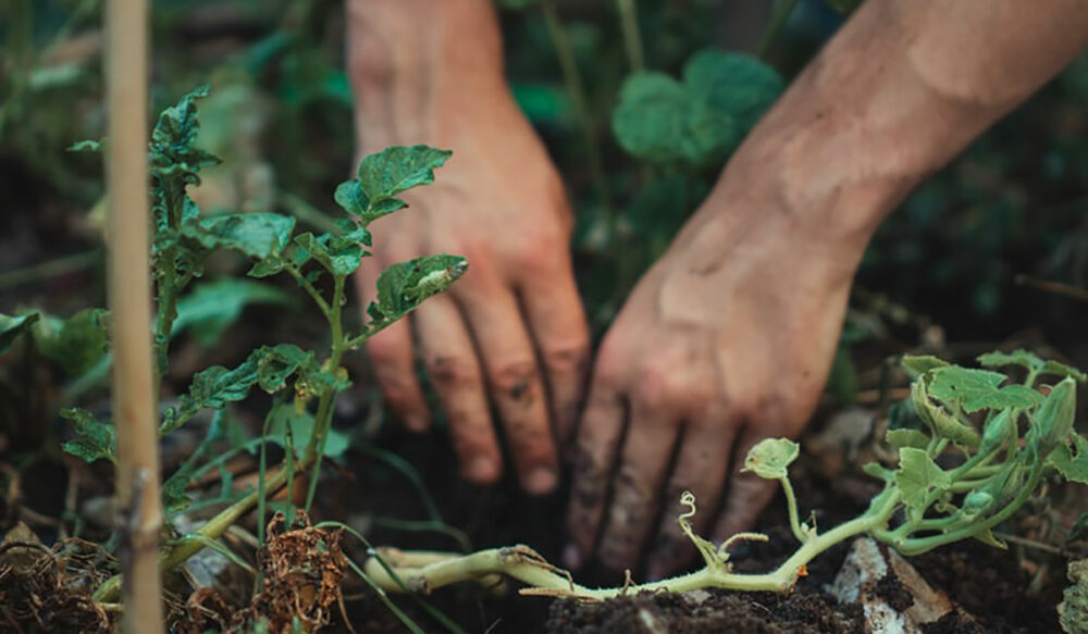 Guía para el cultivo de plantas por acodo - Rotoplas Agroindustria
