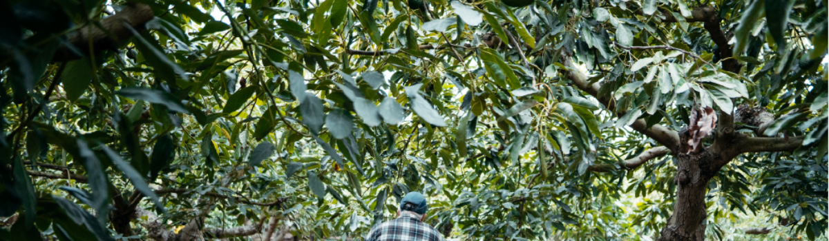 Descubrí cómo cultivar arbol de palta de manera exitosa - Rotoplas ...