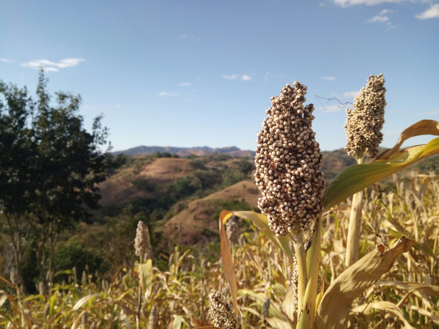 Sorgo en Argentina: para qué se usa y cuándo se siembra - Rotoplas ...