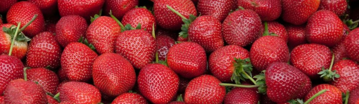 Todo sobre la plantación de frutillas: consejos, riego y mucho más - Rotoplas Agroindustria