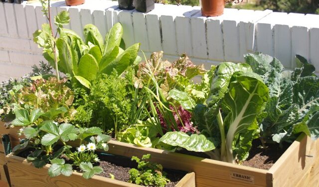 Ideas y consejos para tu huerta de otoño invierno en Argentina ...